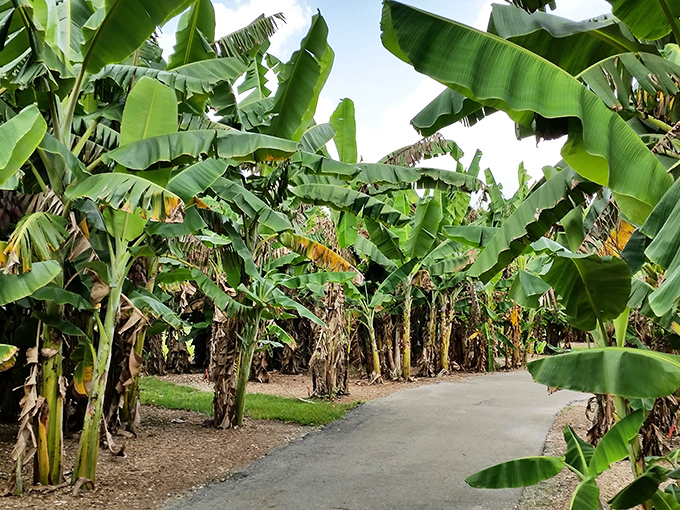 Walking through this banana plantation feels like stepping into another world &ndash; these aren't your average grocery store fruits!