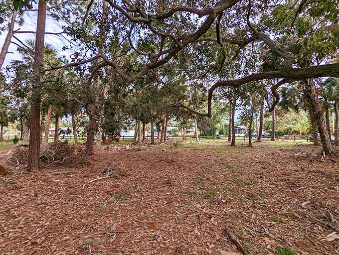 Spanish moss drapes the branches like nature's own decorations, creating scenes straight out of a Southern Gothic novel.