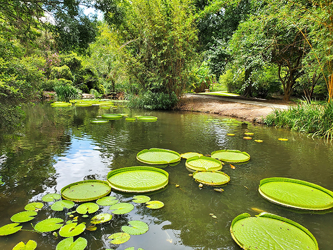 Giant lily pads float like nature's dinner plates, making you briefly consider testing their weight capacity before common sense kicks in.