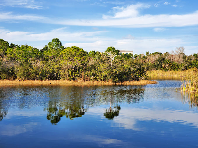 Serenity reflected: The still waters of Brevard Zoo's waterways mirror the surrounding landscape, creating a moment of perfect tranquility.