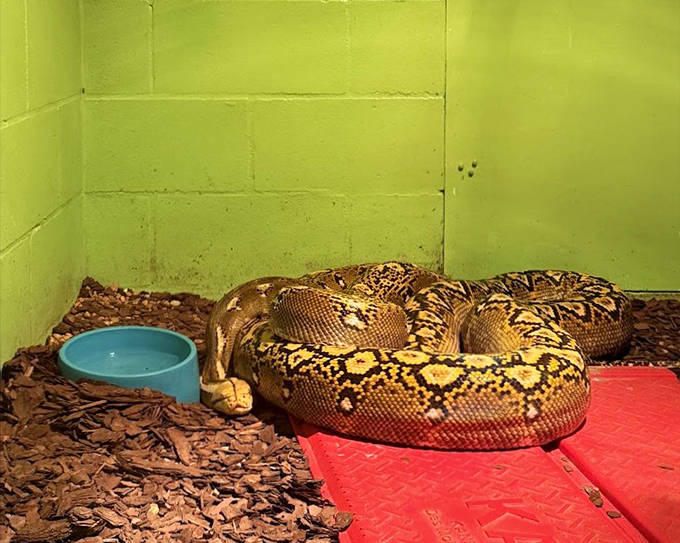 The reticulated python lounges regally in its enclosure, a masterpiece of evolutionary engineering wrapped in stunning natural patterns.