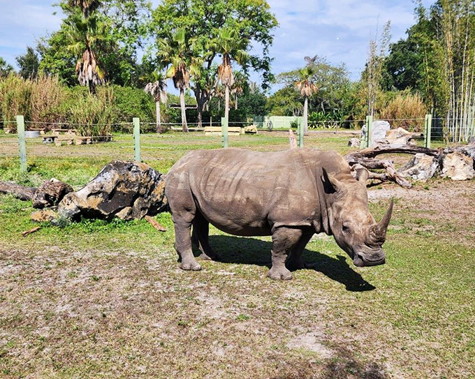 This magnificent rhino could be auditioning for a prehistoric documentary – massive, armored, and surprisingly graceful for something built like a tank.