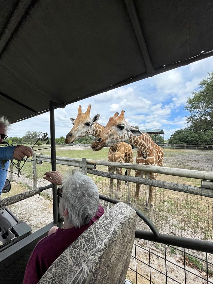 Safari companions: Two curious giraffes approach the tour vehicle, their graceful necks creating living architecture against the Florida sky.