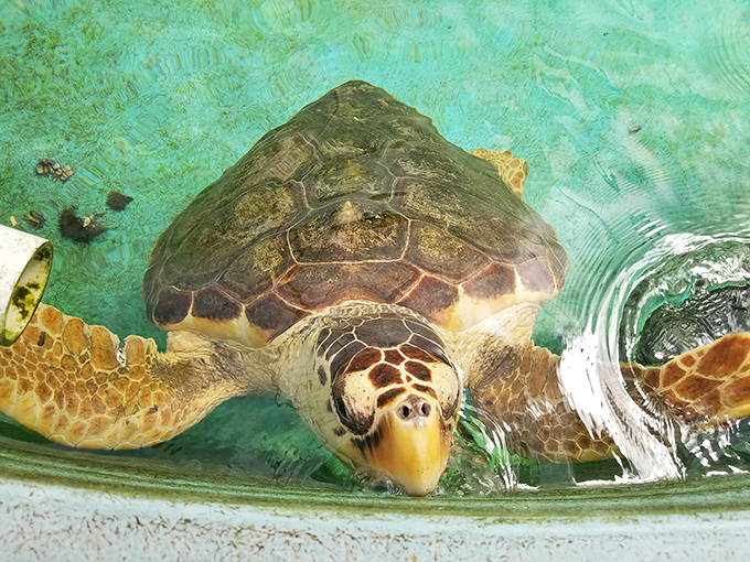 Sea turtles have that wise, ancient look that makes you wonder what secrets they'd share if they could talk.