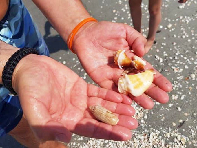 Tiny treasures nestled in open palms – the simple joy of shell collecting brings out the child-like wonder in visitors of all ages.