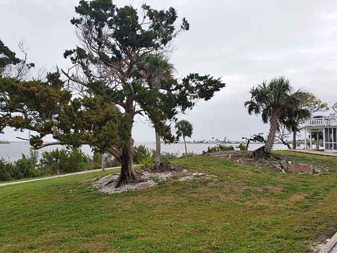 Ancient trees twist skyward in shapes that would make a yoga instructor jealous, standing guard over centuries of stories.