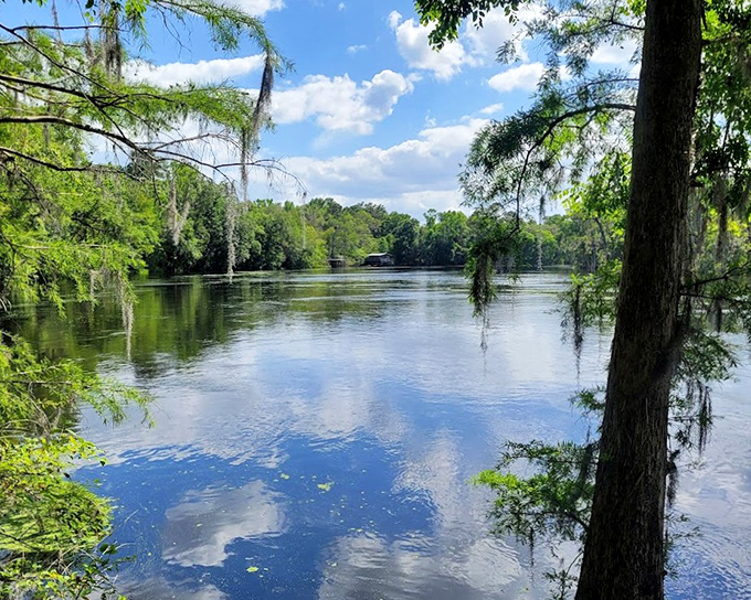 Suwannee River: Dark waters flow mysteriously beneath Spanish moss curtains, carrying centuries of stories downstream with each passing current.
