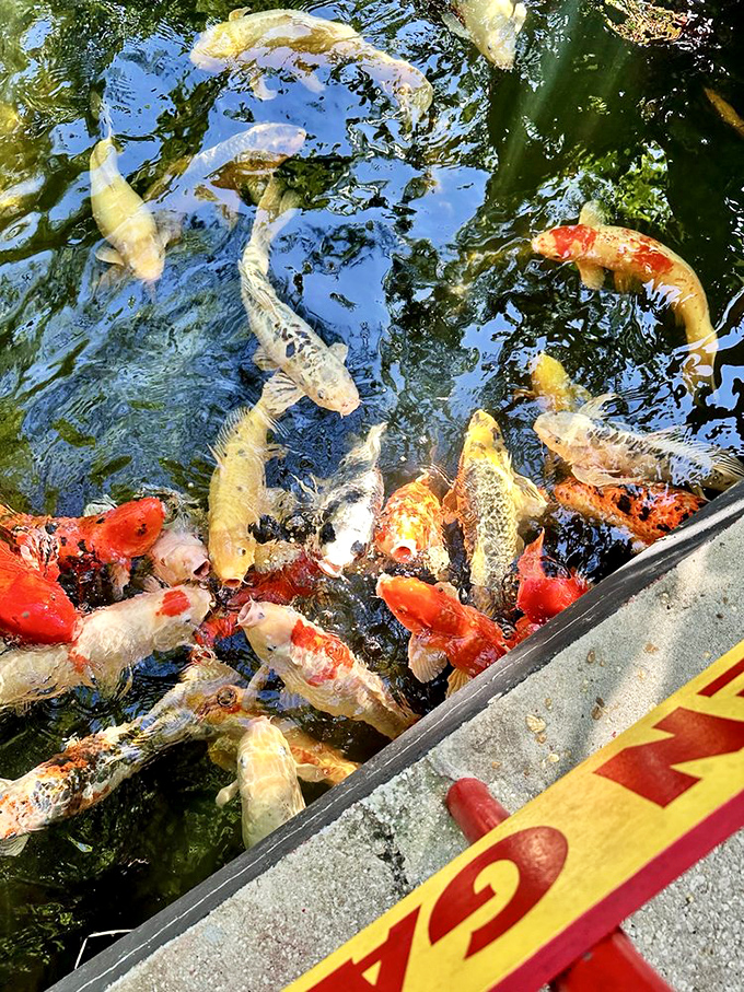 Koi fish gather in a feeding frenzy, their orange, white and gold bodies creating a living kaleidoscope beneath the water's surface.