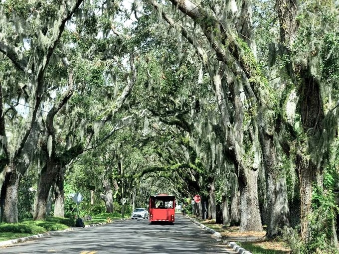 The red trolley adds a pop of color to the green canopy, carrying visitors through St. Augustine's living time tunnel.