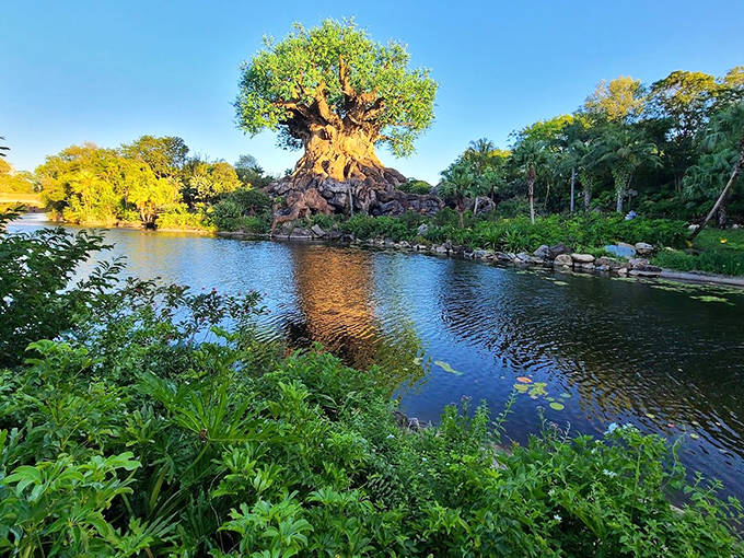 The Tree of Life's reflection doubles the magic, creating a perfect mirror image across the Discovery River that photographers can't resist.
