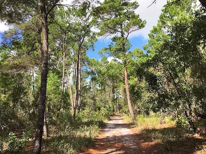 Sandy trails wind through pine flatwoods where the only traffic jam involves gopher tortoises with serious right-of-way attitudes.