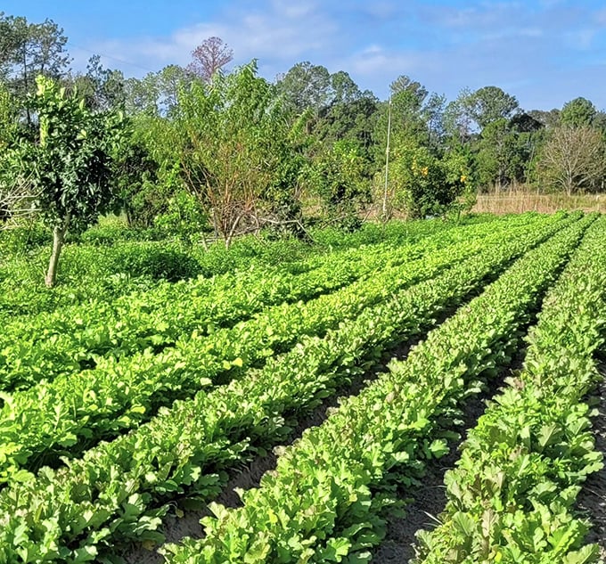 Nature's geometry lesson: perfectly aligned vegetable beds demonstrate that sometimes, the straightest path to delicious is a straight line.