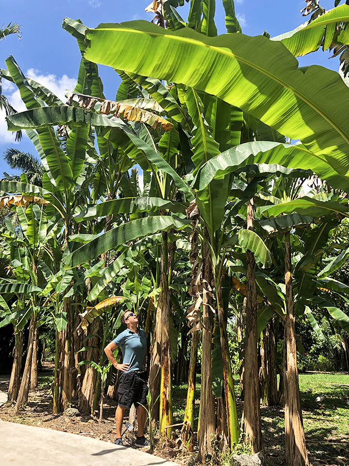 "How tall AM I?" A visitor gazes up at towering banana plants, providing perfect scale for these giants that make regular houseplants look like underachievers.