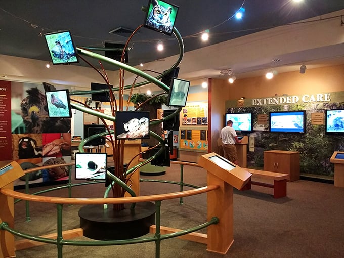 The education center features a spiral display of screens showing various wildlife patients – like Netflix for nature lovers without the subscription fee.