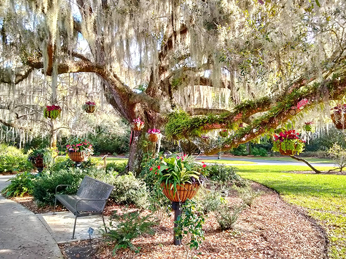 Spanish moss drapes from ancient oak branches like nature's own decorations, creating shaded havens perfect for contemplative moments.