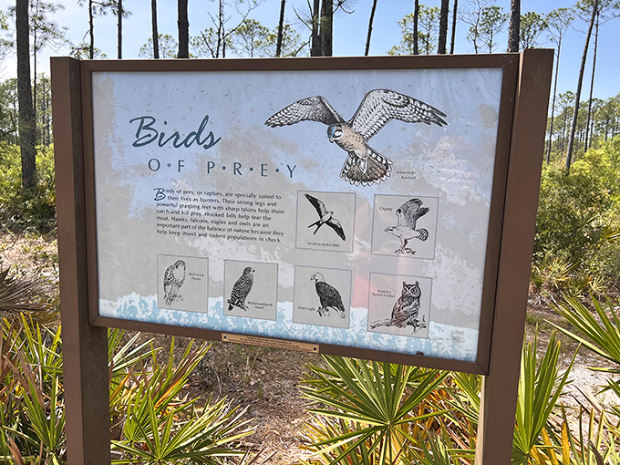 Birds of Prey isn't just a superhero movie title here &ndash; it's the daily matinee starring Florida's feathered predators.