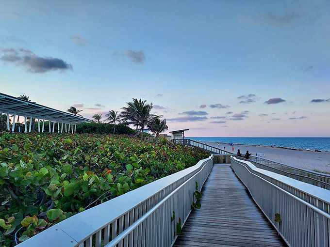 Nature creates the perfect reveal as this boardwalk tunnel frames the ocean ahead, building anticipation with every step.