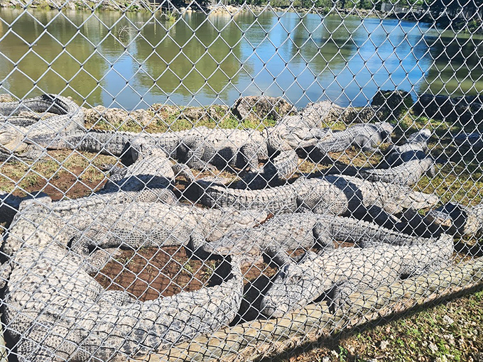 Prehistoric sunbathers! These alligators have perfected the art of doing absolutely nothing while still looking intimidating &ndash; a skill many humans aspire to master.