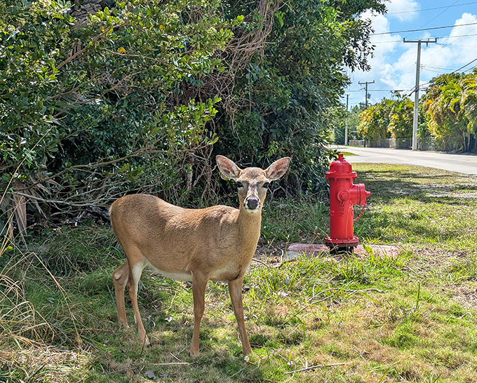 This curious Key deer seems to be posing next to a fire hydrant &ndash; probably wondering why humans install such strange red sculptures.