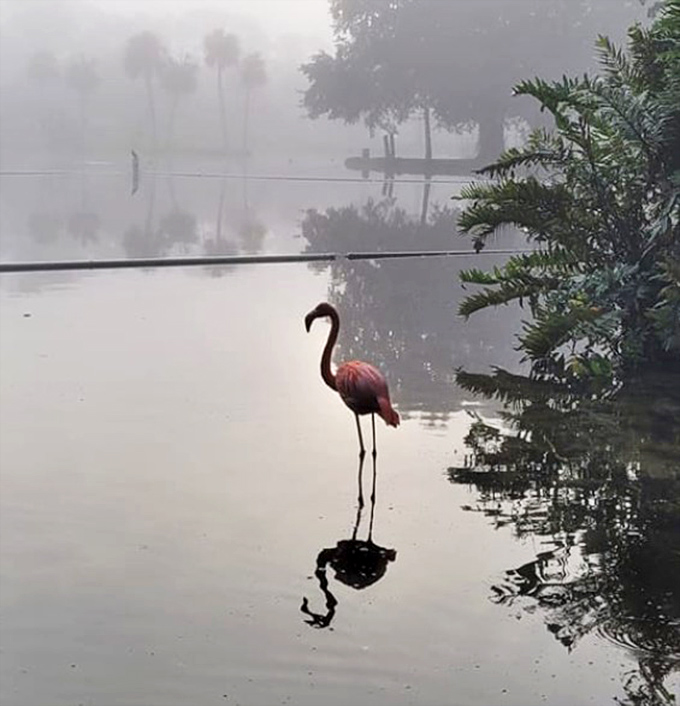 Solitary flamingo creates a mystical silhouette in morning mist, like a pink ghost haunting the tranquil waters.