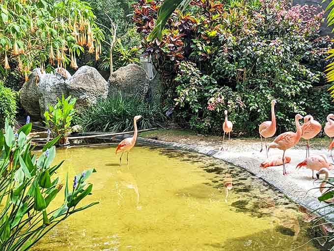 Flamingos strike their signature poses, looking like living lawn ornaments that somehow wandered into a tropical paradise.