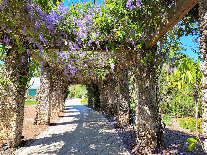 Purple blossoms cascade overhead, creating a fragrant tunnel that feels like walking through a living watercolor painting.