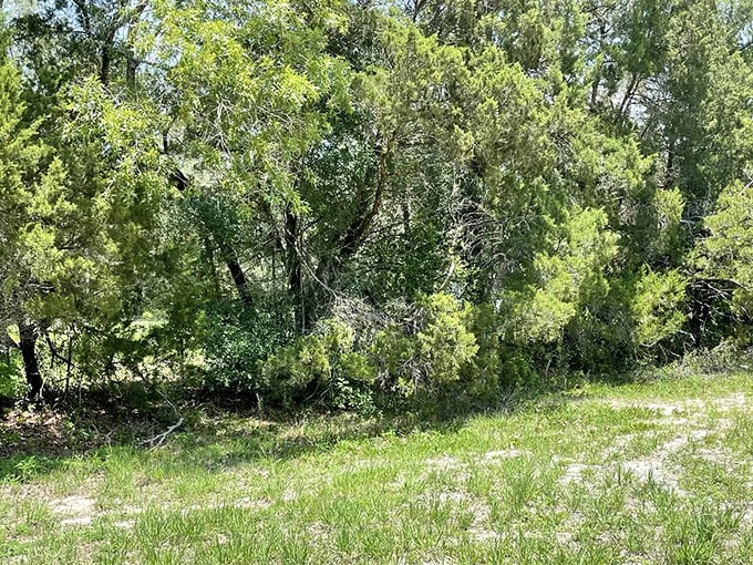 Beyond the pavement, verdant lawns and wild grasses frame the journey, offering glimpses of Florida's natural beauty at every turn.