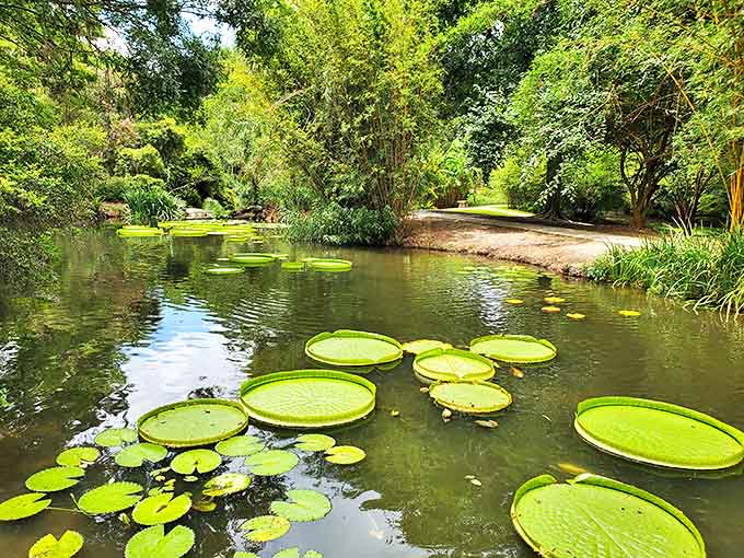 Colorful koi dart beneath floating lily pads, playing hide-and-seek in their serene aquatic playground.