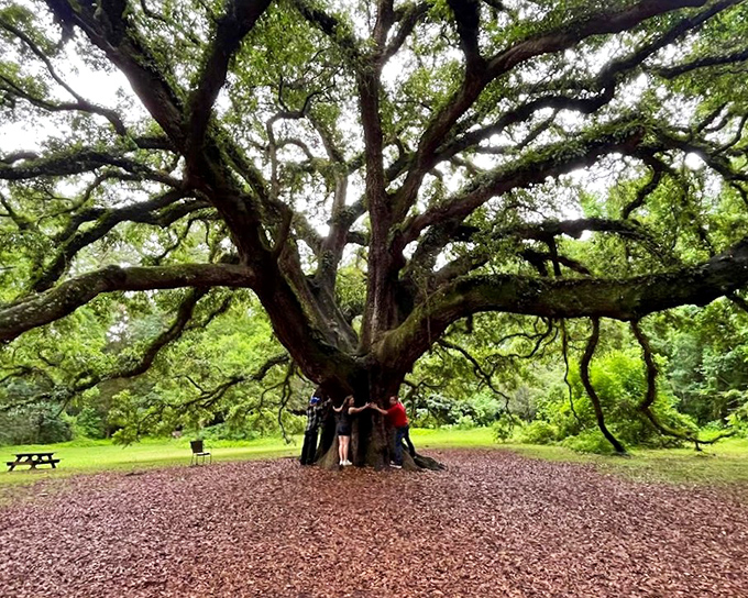 Nature's cathedral &ndash; visitors gather to embrace the magnificent live oak, whose branches have witnessed centuries unfold.