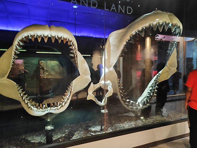 Megalodon jaws that could swallow you whole and still have room for dessert &ndash; nature's reminder that today's great whites are just the diet version.