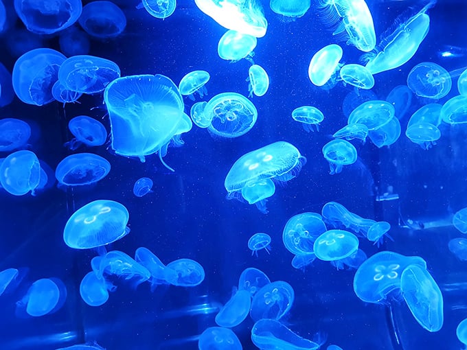 Moon jellies dance in their ethereal blue habitat, pulsating hypnotically like living lava lamps &ndash; nature's most mesmerizing light show.