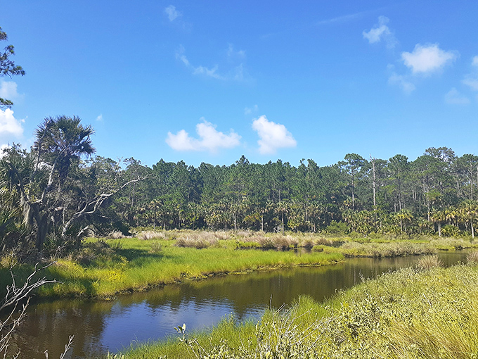Where land meets water in perfect harmony – Belmore's wetlands showcase Florida's natural beauty without a single souvenir stand.