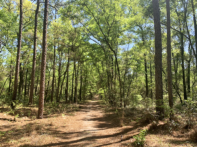 Sunlight dapples through the canopy along this nature trail, creating a cathedral-like atmosphere that invites quiet contemplation.