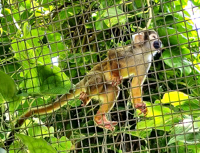 Clinging to the mesh with nimble fingers, this curious resident demonstrates the remarkable dexterity that makes monkeys nature's original acrobats.