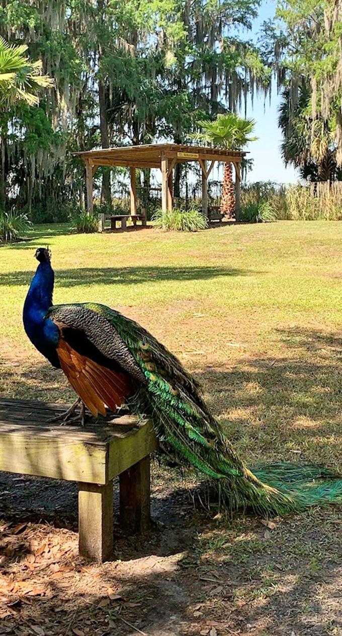 This peacock isn't just showing off&mdash;he's reminding you that in nature's fashion show, he's always the headliner.