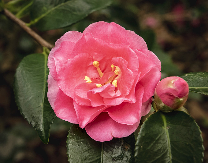 This pink camellia bloom has achieved what most of us can only dream of: perfect symmetry and effortless elegance.