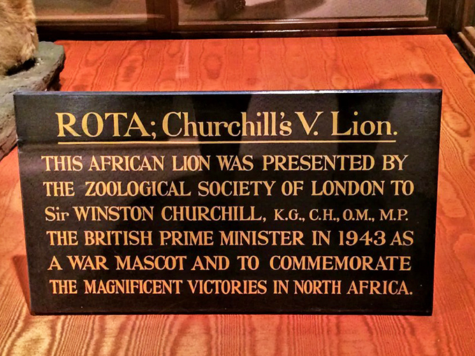 The plaque tells an extraordinary story: this wasn't just any lion, but a living war mascot presented to Churchill himself.