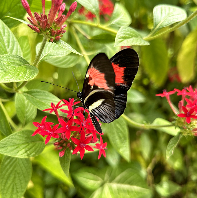 The Postman butterfly shows off its striking red and black pattern, nature's way of saying "Look, but don't touch!"
