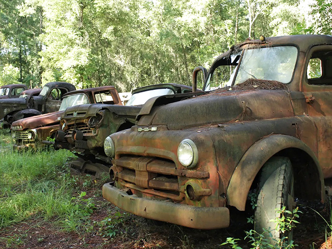 These rusting trucks wear their age like badges of honor, their weathered frames standing testament to American manufacturing from a bygone era.
