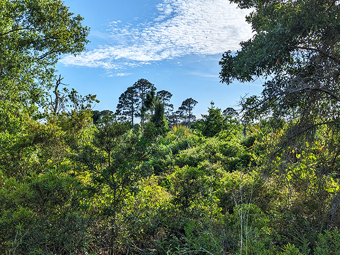 The sanctuary's landscape might seem unassuming at first glance, but this rare scrub habitat harbors species found nowhere else on Earth.