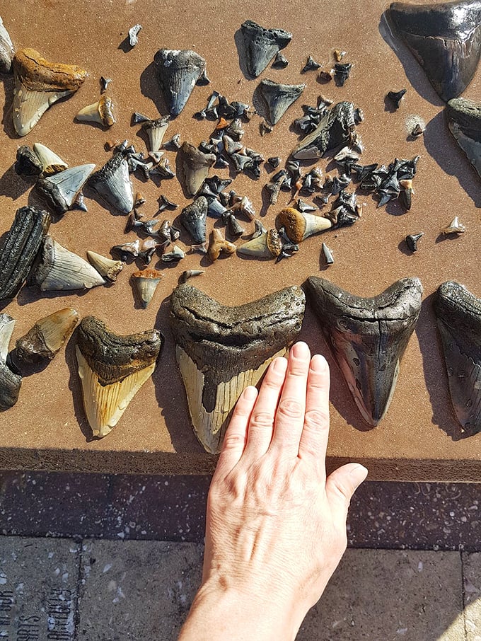 Ancient shark teeth, some dating back 5 million years, glisten like obsidian jewels against the sandy backdrop of Caspersen Beach.
