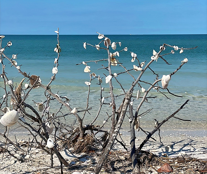 Nature's own art installation appears in unexpected forms, with shells adorning driftwood like ornaments on the world's most organic Christmas tree.