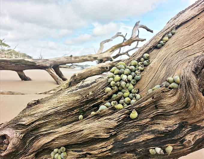Tiny sea snails make their home on weathered driftwood, nature's smallest tenants in this beachfront boneyard.
