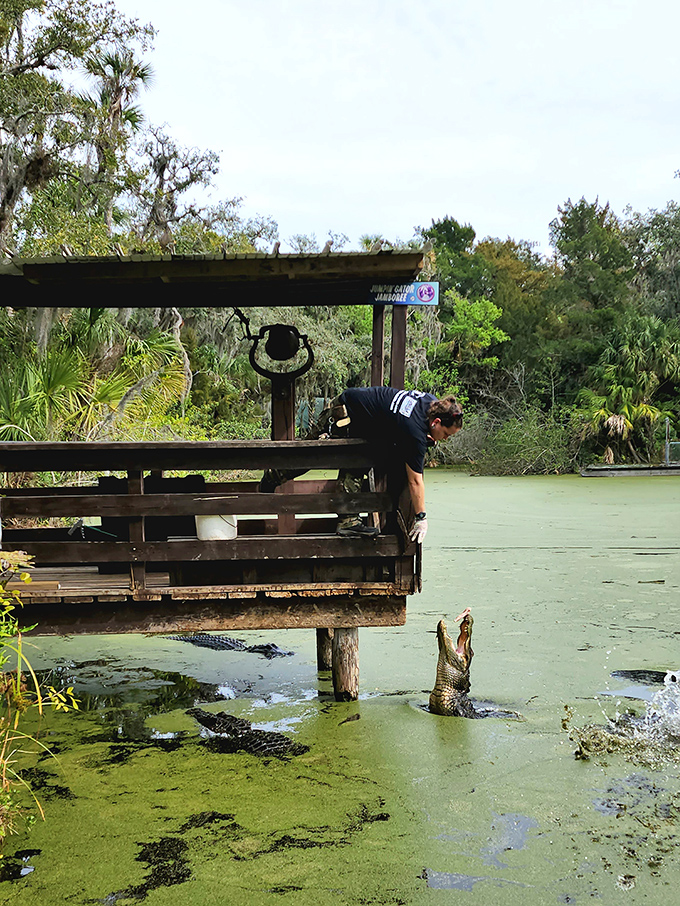 Feeding time at the park brings new meaning to "fast food" as these prehistoric predators demonstrate their impressive reflexes.
