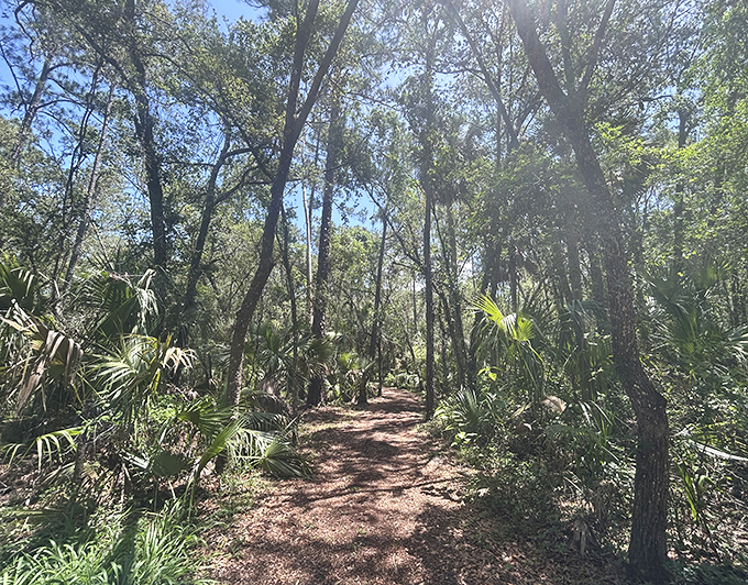 This inviting trail beckons visitors deeper into the preserve, where Florida's wild heart still beats strong.