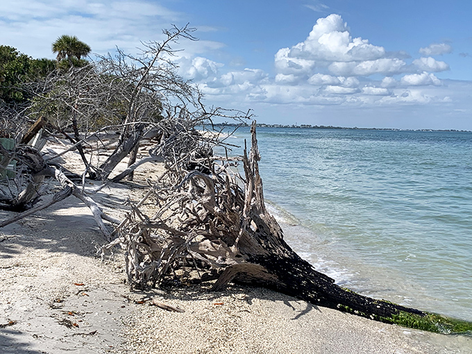 Weathered driftwood and resilient vegetation create artistic silhouettes against the shoreline, nature's own installation art.