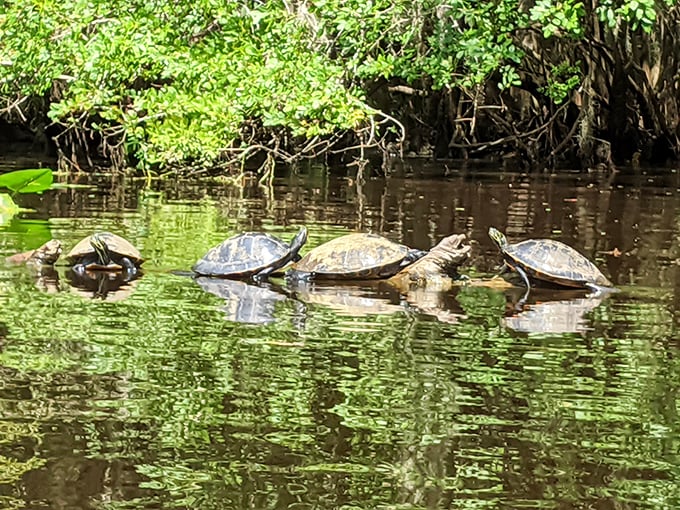 Turtles sunbathing on a log like they're at a luxury spa. These shelled locals know the best spots for relaxation.