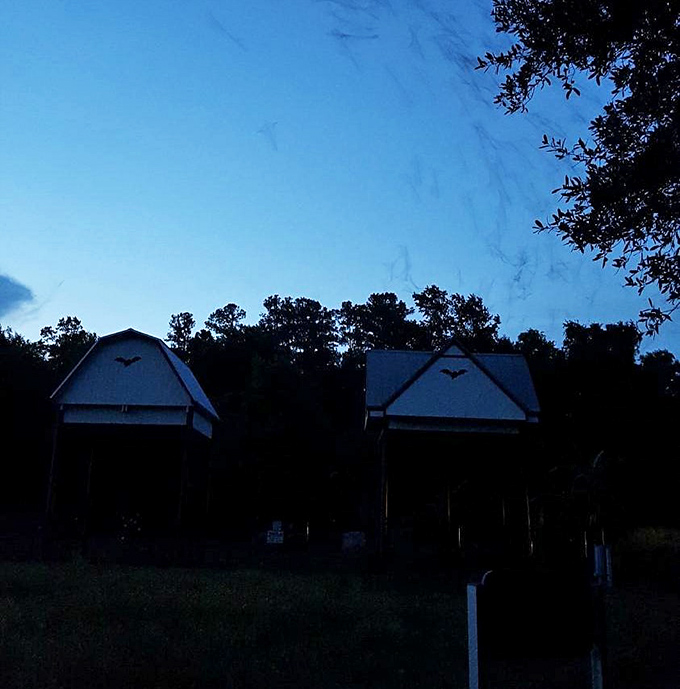 As darkness falls, the bat houses transform from quiet daytime dormitories to buzzing launch pads for the night shift.