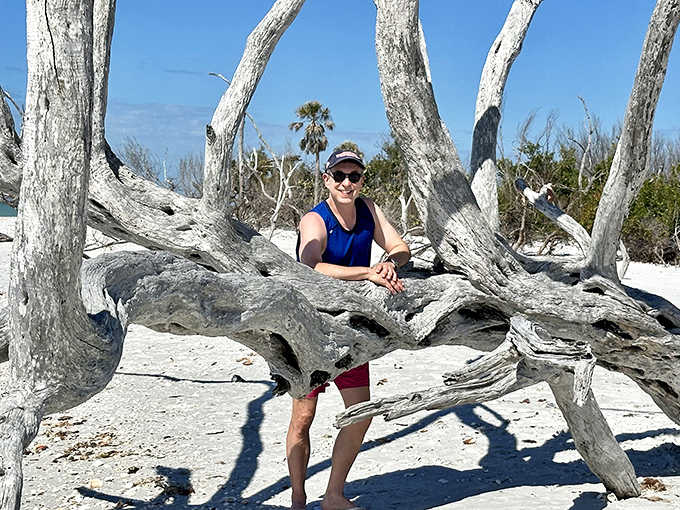 Driftwood becomes natural sculpture on Cayo Costa's shores, creating the perfect frame for beachcombers seeking treasures washed up by the tide.