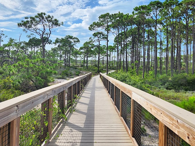 Pathway to serenity: This wooden boardwalk through towering pines invites visitors to discover the island's natural treasures.
